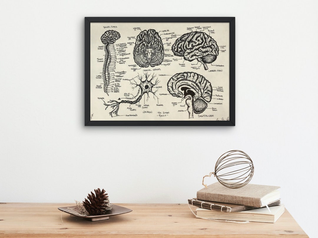 Hand-drawn Neuro Brain Print Diagram Anatomy Series - Etsy