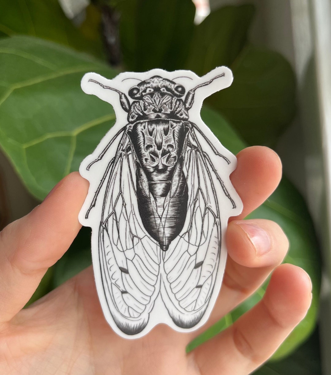 Cicada Sticker | Cicada Print | Cicada Poster | Cicada Art | Cicada Laptop Sticker | Cicada ...