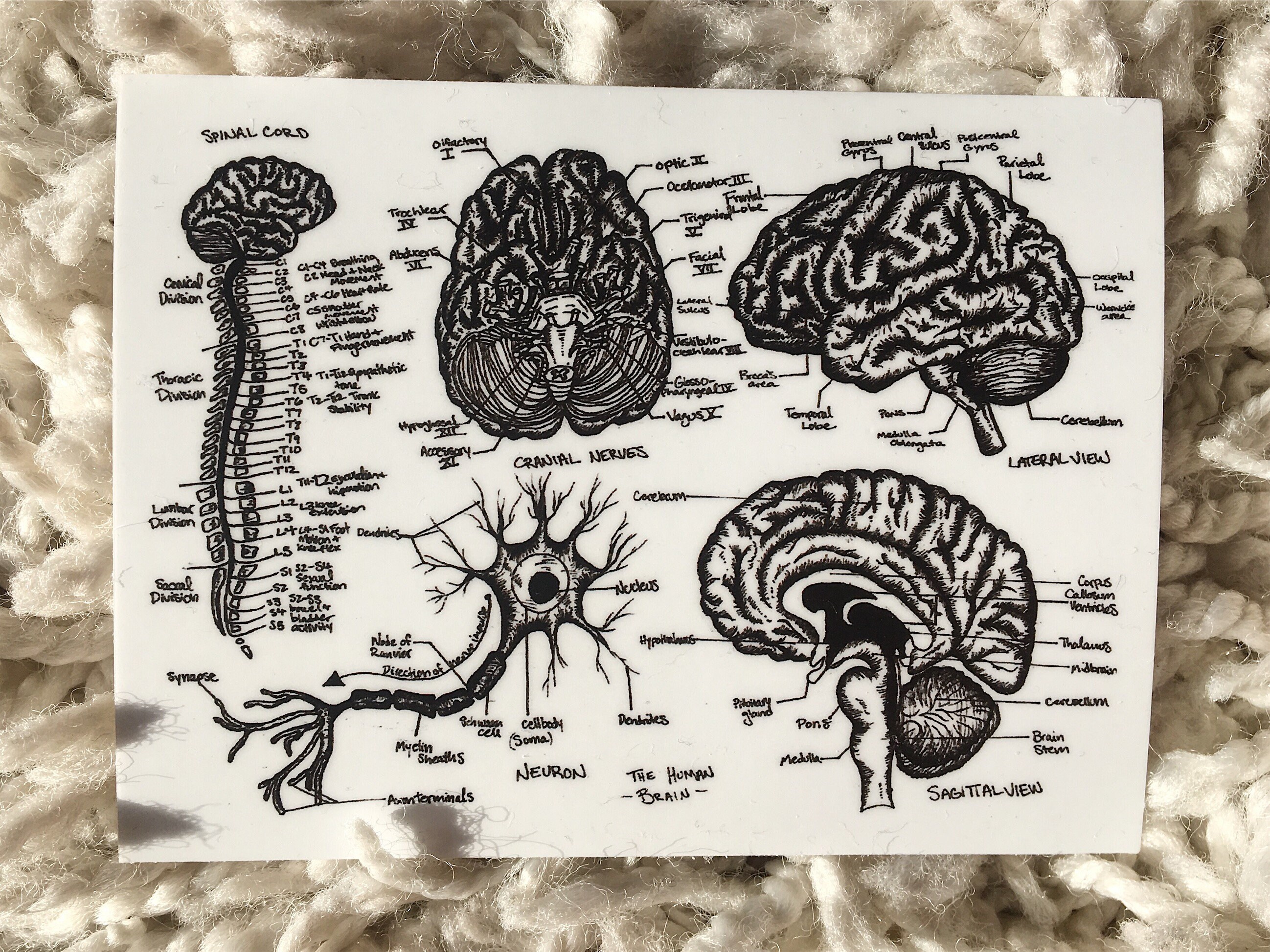 Laptop Sticker Anatomy Neuro Brain Diagram Vinyl Nursing - Etsy