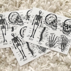 3 PACK Anatomy Laptop Sticker | Gift for Nurse | Accessories Nursing ...
