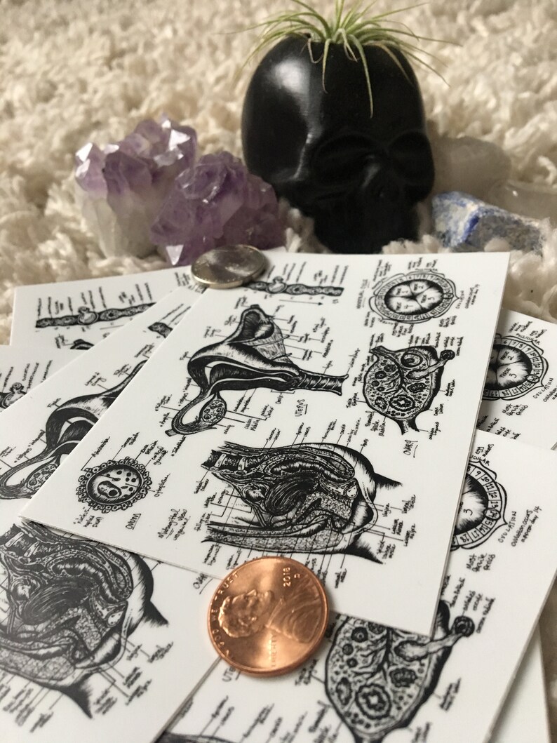 Uterus Anatomy Diagram Laptop Sticker Nursing Student - Etsy