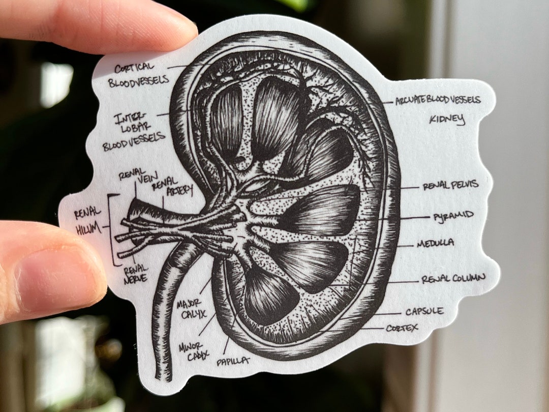 Kidney Laptop Sticker Anatomy Sticker Urology Gift for Urologist Gift ...