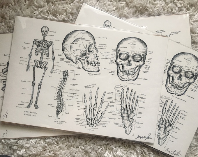 Dental Anatomy Art Print, Dental Wall Art, Dental Hygienist Gift ...
