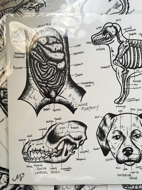 Dog Anatomy Head The Canine Head And Skull (CT): Normal Anatomy