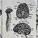 Brain Anatomy Diagram, Neurology, Psychology Art, Brain Anatomy Study ...