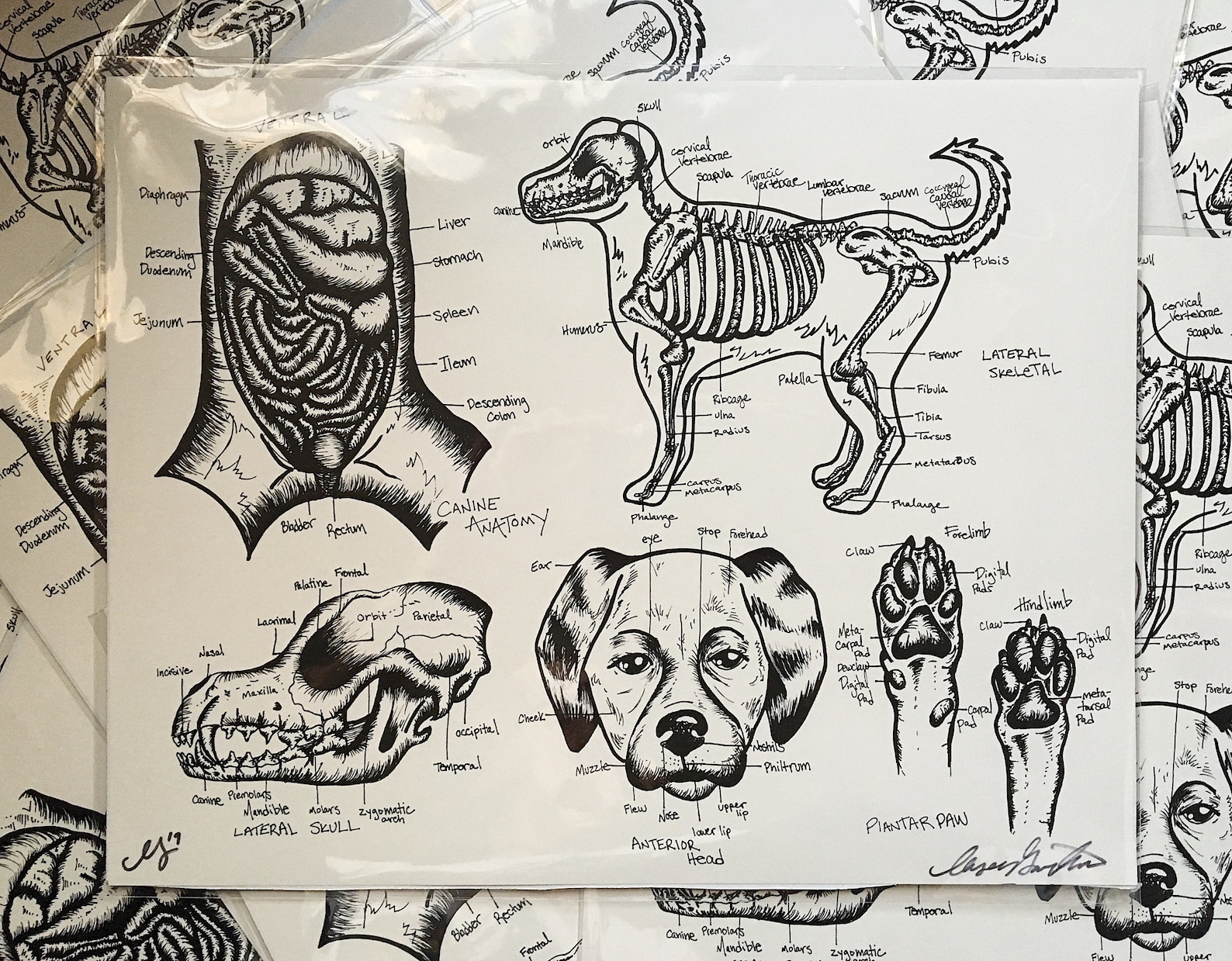 Canine Dog Anatomy Diagram Print Poster, Vet Tech, Veterinarian, Wall ...