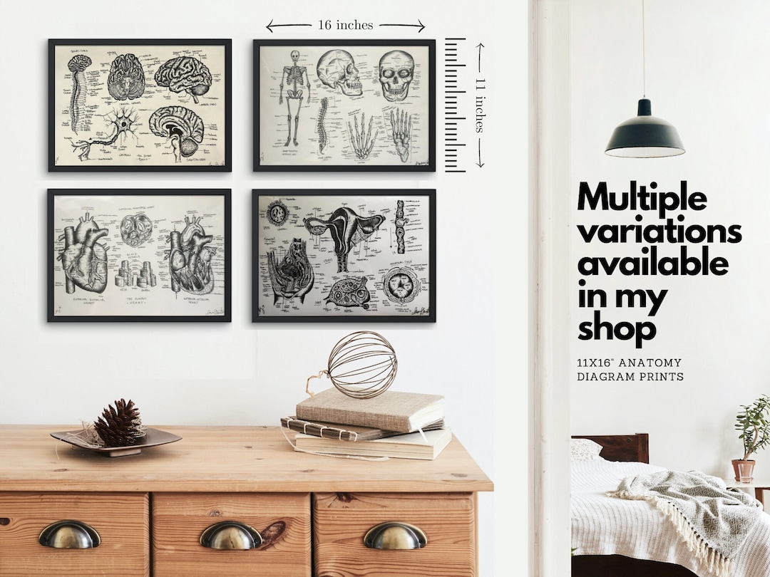 Anatomy Diagram Wall Art Gift Set, Print, Nurse Gift, Medical Art ...