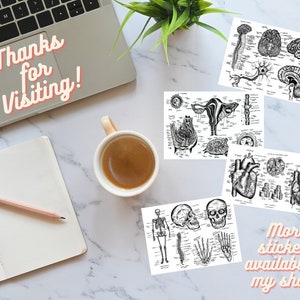 3 PACK Anatomy Laptop Sticker | Gift for Nurse | Accessories Nursing ...