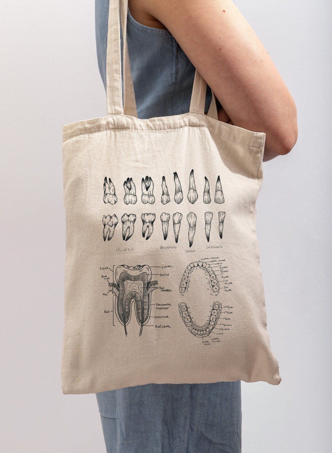 Tooth Chart Tote Bag Teeth Anatomy Art Dental Office Gifts for Dentist ...