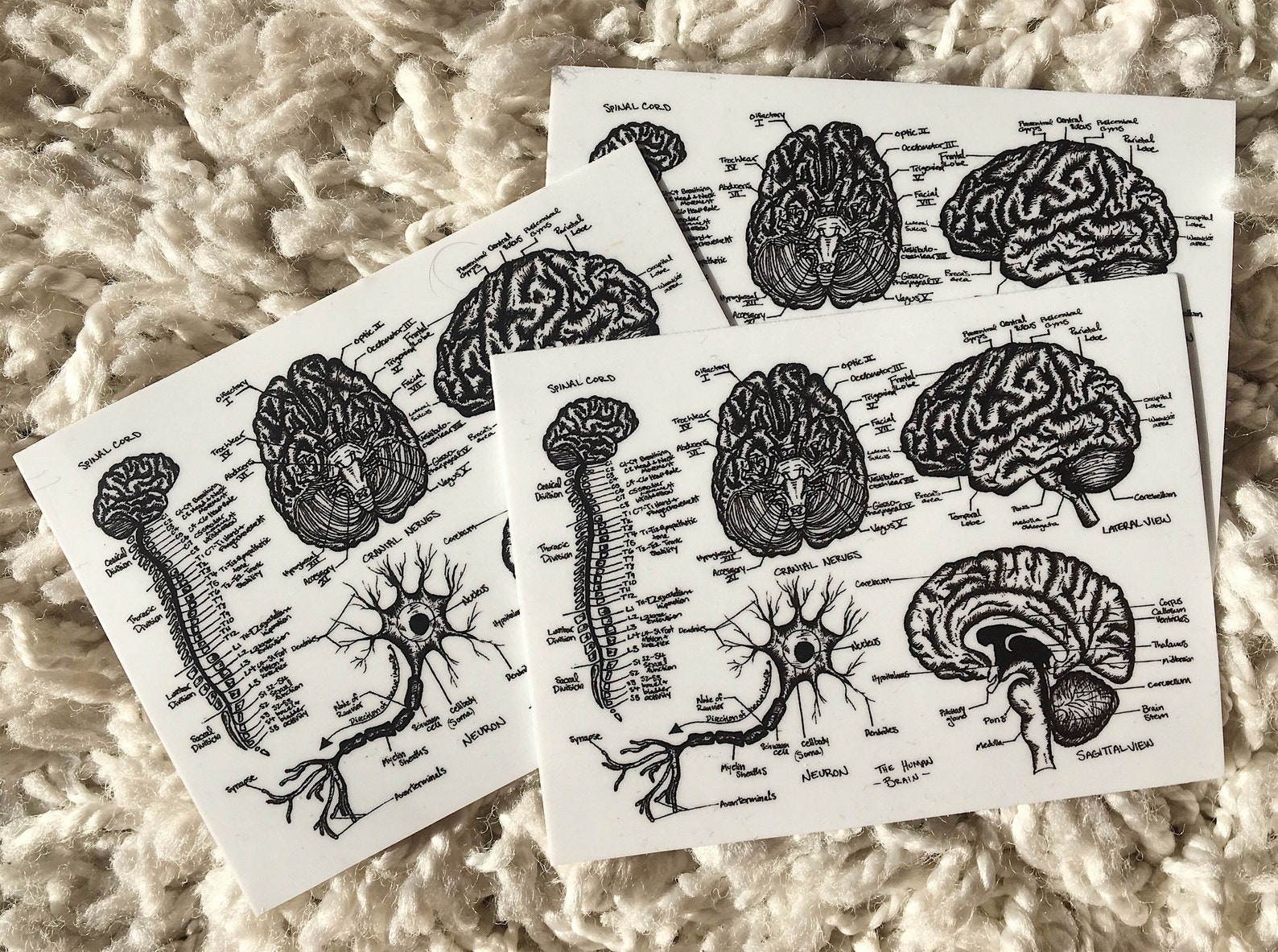 Laptop Sticker Anatomy Neuro Brain Diagram Vinyl Nursing - Etsy