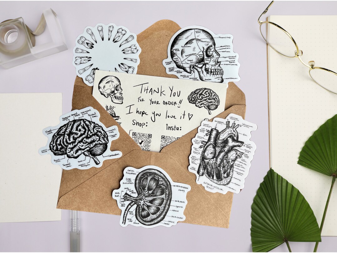 Anatomy Stickers 5-pack | Anatomy Art Stickers | Brain Art | Anatomical ...