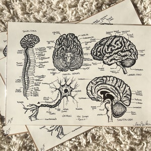 Hand-drawn Neuro Brain Print Diagram - Anatomy Series - Etsy