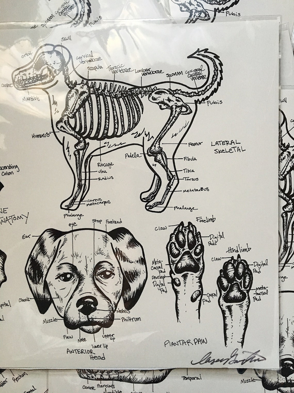 Canine Dog Anatomy Diagram Print Poster Vet Tech - Etsy Ireland