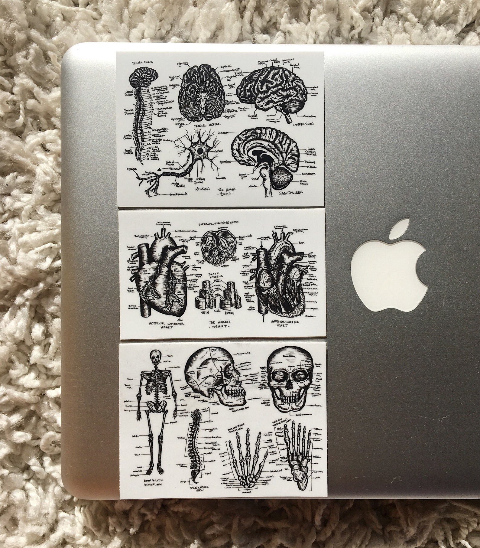 Laptop Sticker Anatomy Neuro Brain Diagram Vinyl Nursing - Etsy