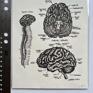 Brain Anatomy Diagram, Neurology, Psychology Art, Brain Anatomy Study ...