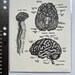 Brain Anatomy Diagram, Neurology, Psychology Art, Brain Anatomy Study ...