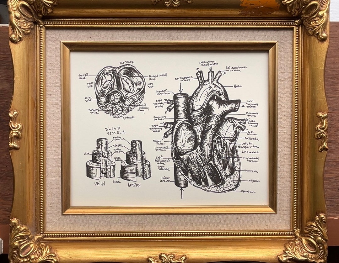 Anatomical Heart Wall Art Print, Cardiac Anatomy Diagram, Vintage ...