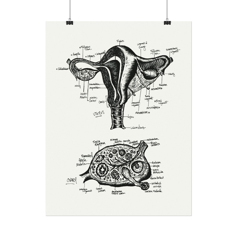 Uterus Anatomy Diagram