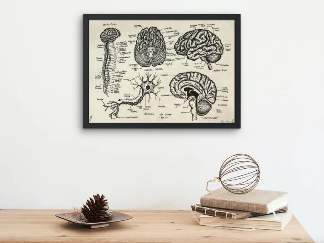 Anatomical Brain Art Sticker | Anatomy Laptop Sticker | Brain Anatomy ...