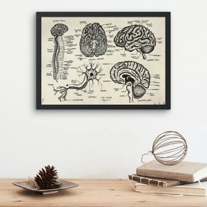 Anatomical Brain Art Sticker | Anatomy Laptop Sticker | Brain Anatomy ...
