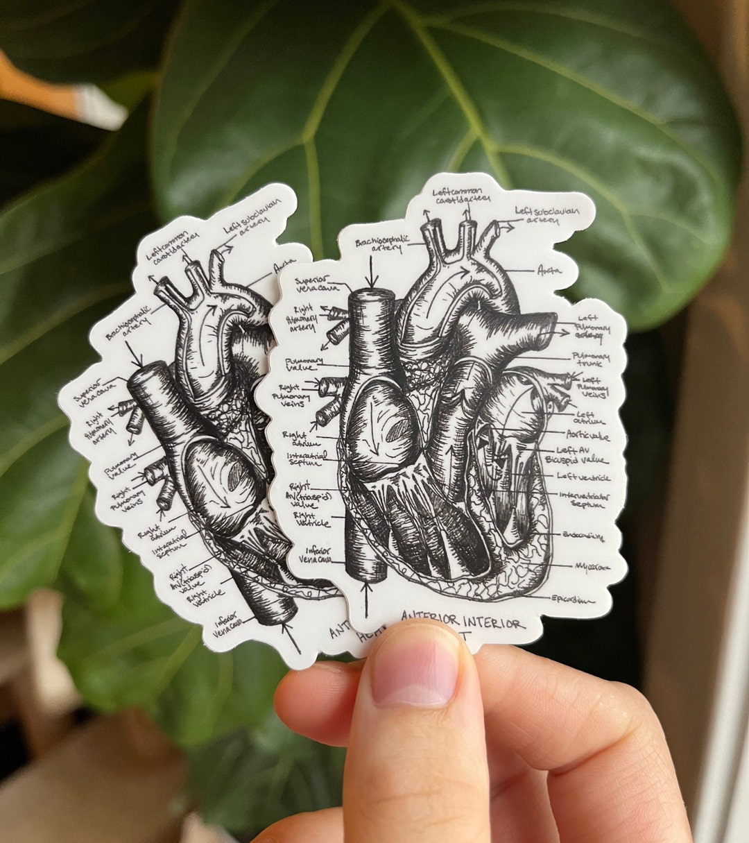 Anatomical Heart Sticker, Laptop Sticker, Cardiac Anatomy Sticker ...