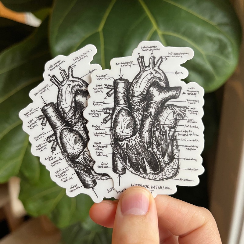 Cardiac Heart Stickers - Etsy