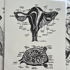 Diagrama de anatomía del útero Arte de la pared Arte - Etsy México