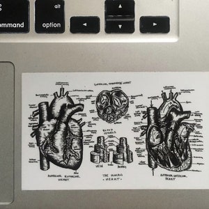 Anatomical Heart Sticker, Laptop Sticker, Cardiac Anatomy Sticker ...