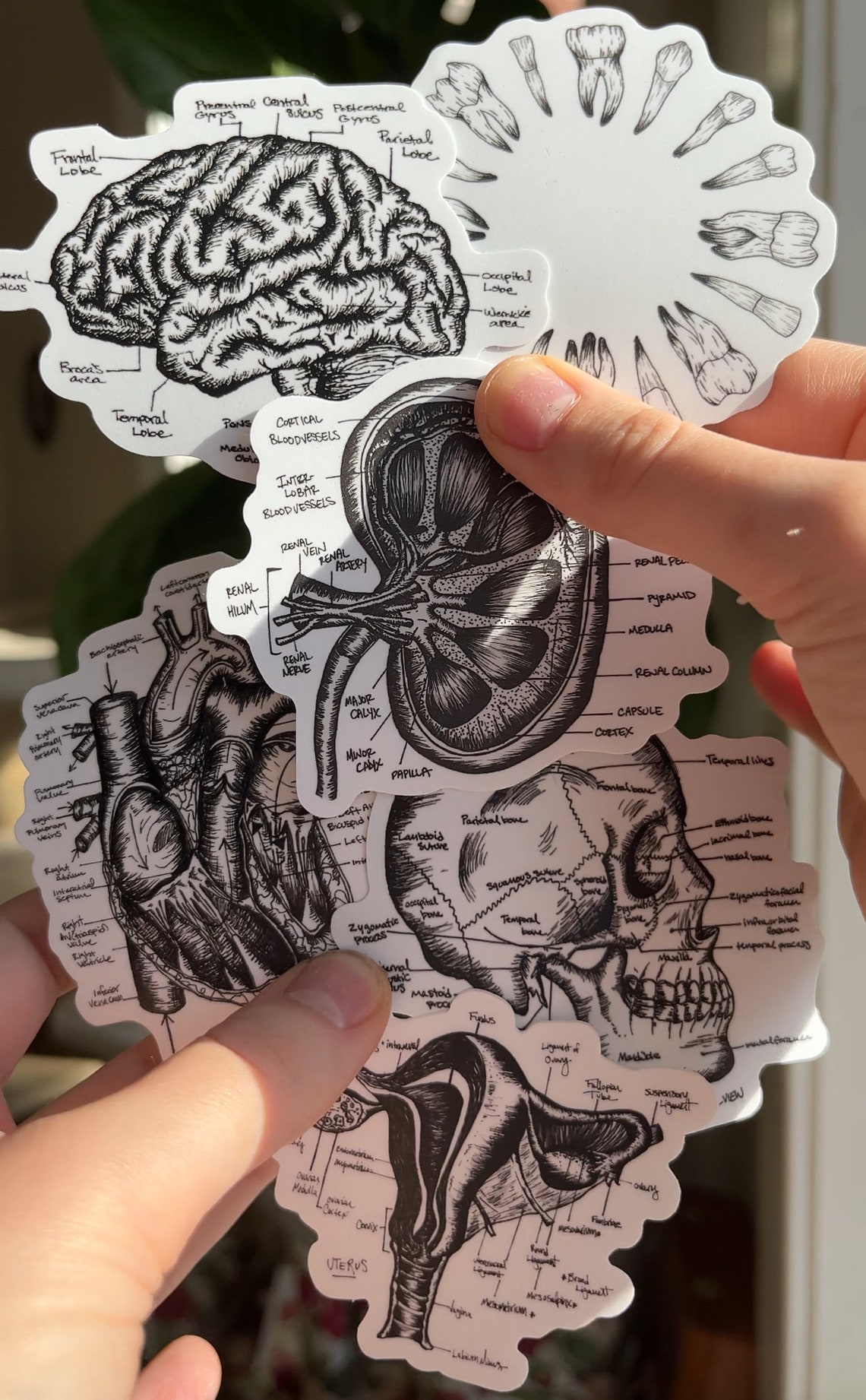 Anatomical Brain Art Sticker | Anatomy Laptop Sticker | Brain Anatomy ...
