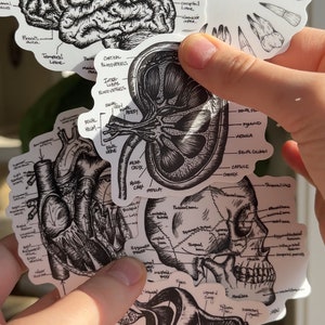 Anatomical Brain Art Sticker, Laptop Sticker, Neuro Anatomy Sticker ...