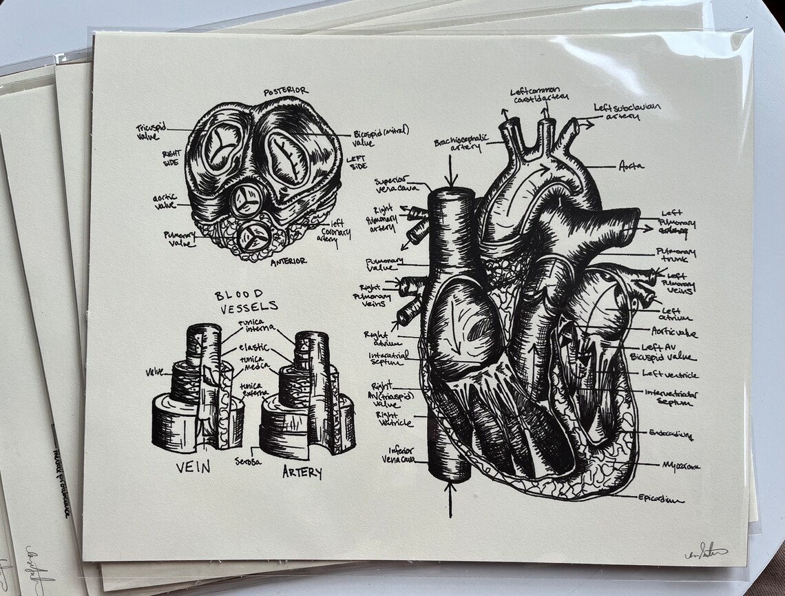 Anatomical Heart Wall Art Print, Cardiac Anatomy Diagram, Vintage ...