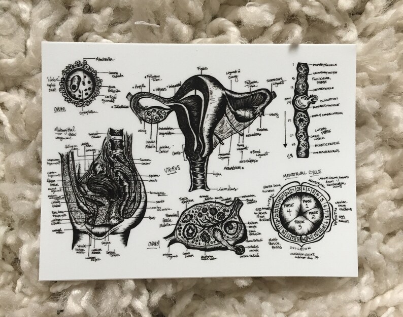 Uterus Anatomy Diagram Laptop Sticker Nursing Student - Etsy
