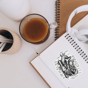 Anatomical Heart Sticker, Laptop Sticker, Cardiac Anatomy Sticker ...