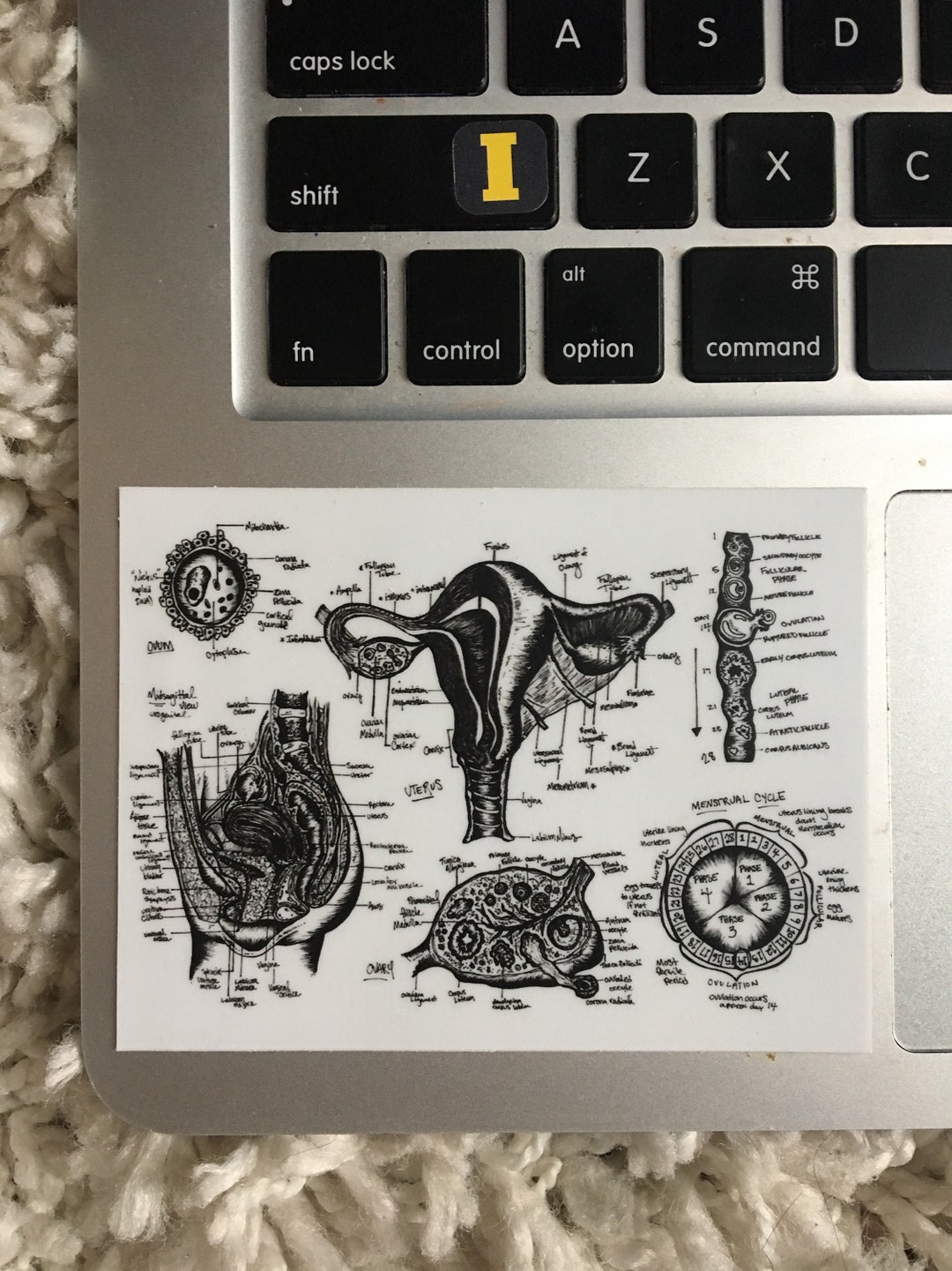 Uterus Anatomy Diagram Laptop Sticker Nursing Student Nurse - Etsy