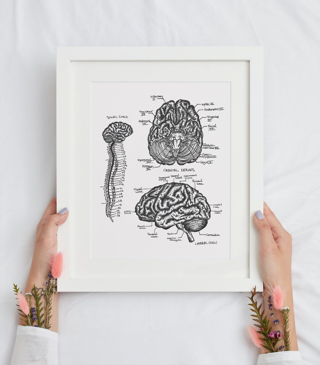 Brain Anatomy Diagram, Neurology, Psychology Art, Brain Anatomy Study ...
