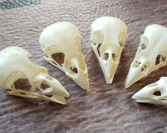 Sparrow skull | Etsy