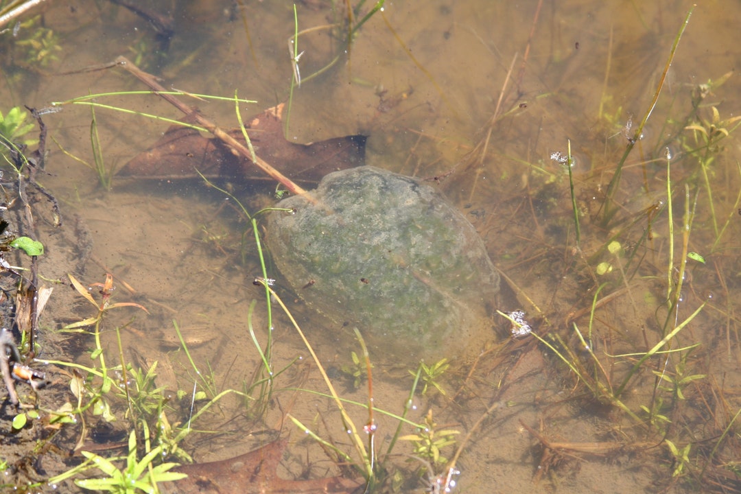 A Picture of Frogsprawn (digital Download) - Etsy