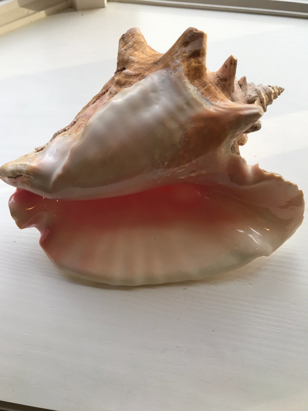 Conch Shell, Large Conch Shell, Ocean Treasure, Pink Conch Shell - Etsy
