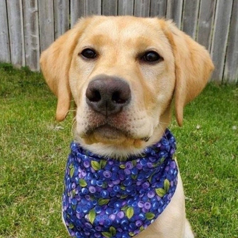 Dog Bandana Critters - Etsy
