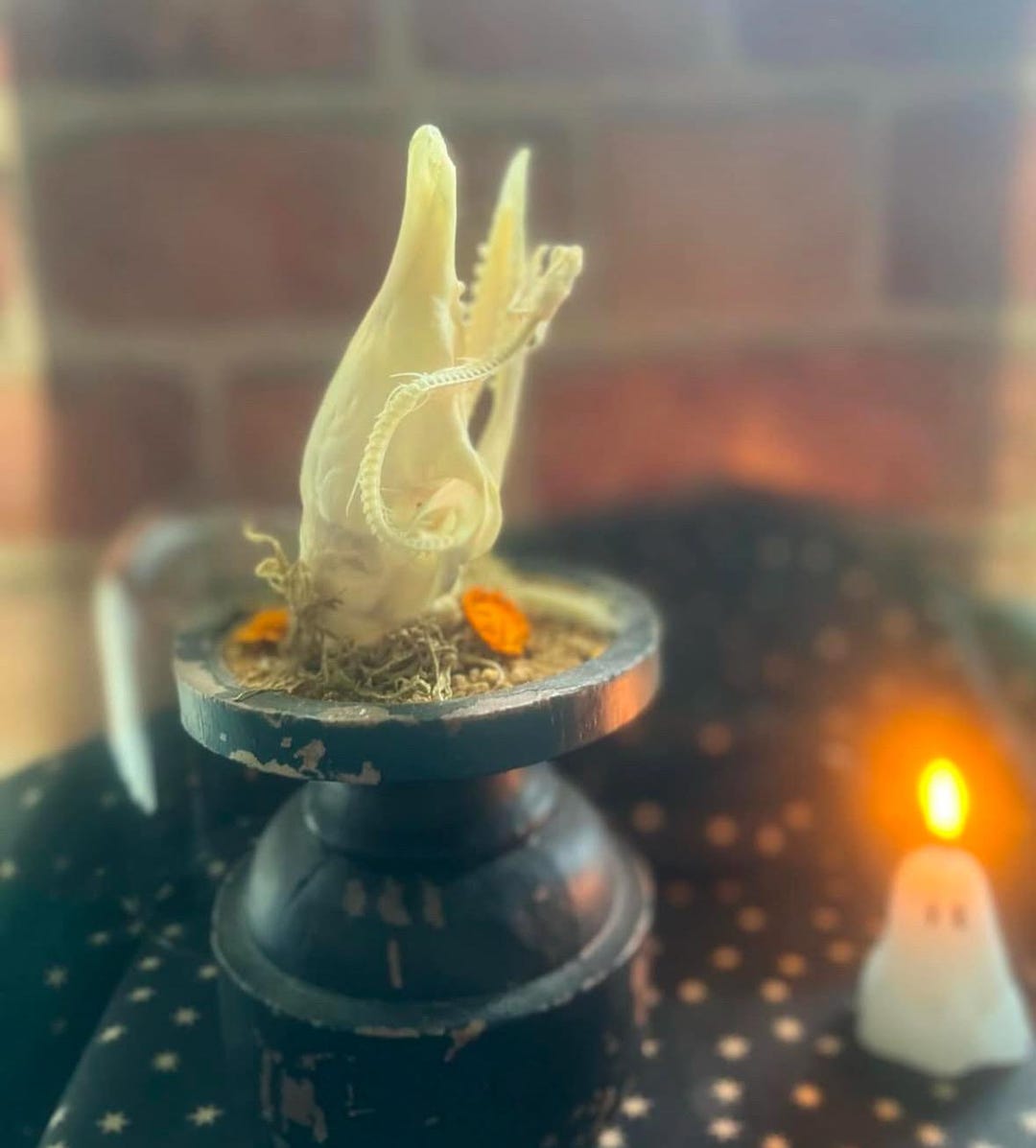 Armadillo and Snake Dome Display - Etsy