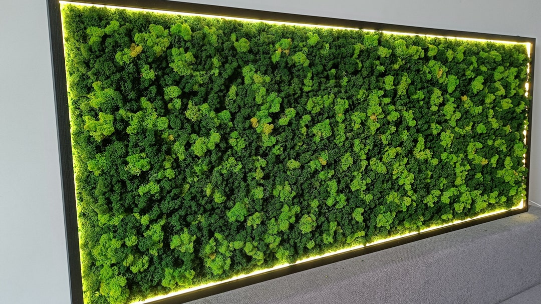 Moss LED Frame/ Light Illumination of the Picture Frame/ Moss Art LED ...