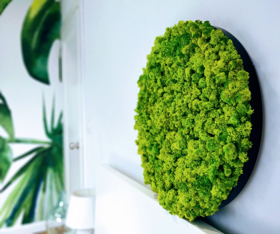 Vertical Garden Image of Moss Moss Wall Round Moss Art - Etsy