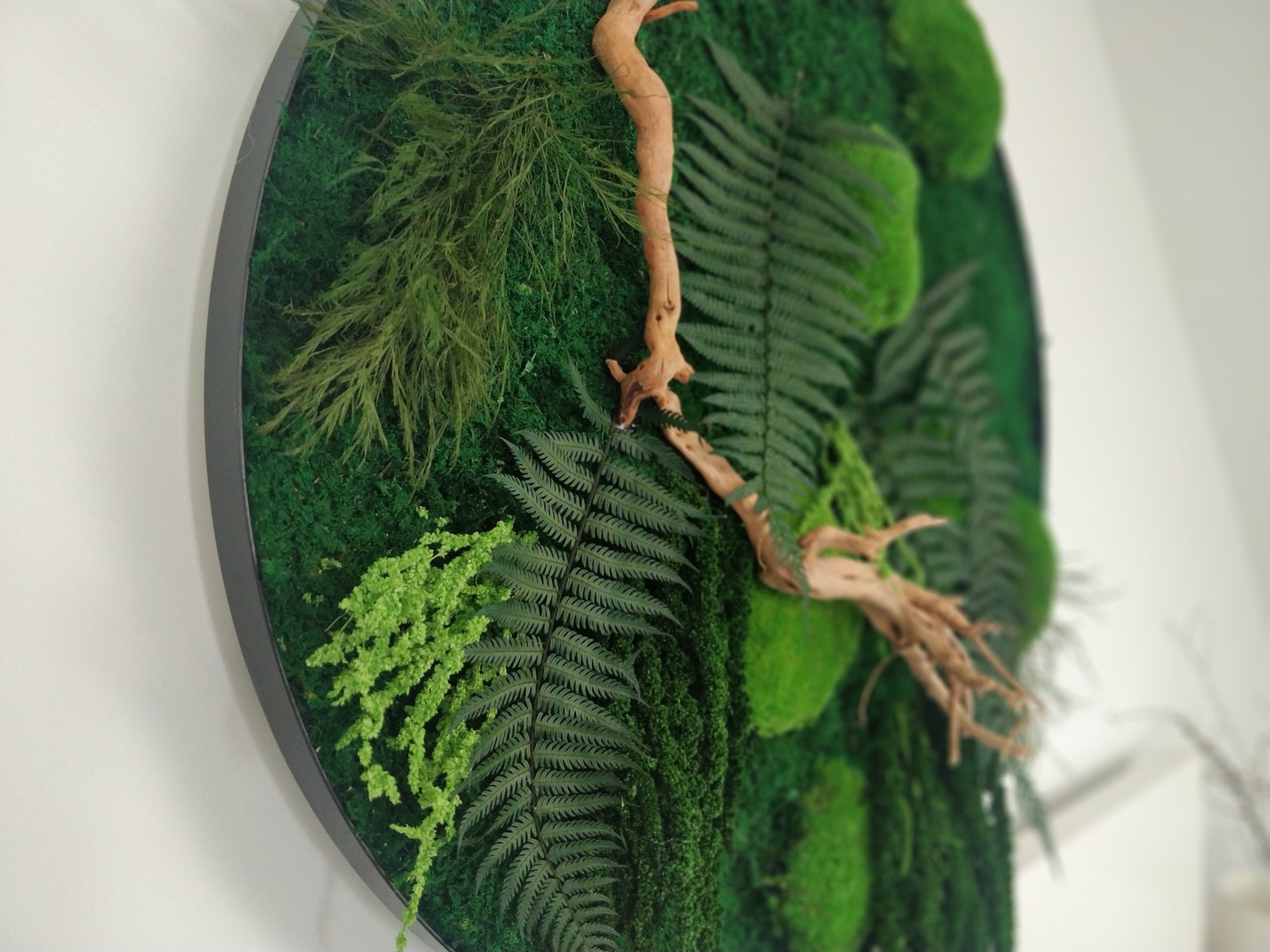 Round Art Moss, Ferns, Root 28", 20", 12" (70cm,50cm,30cm). Preserved ...