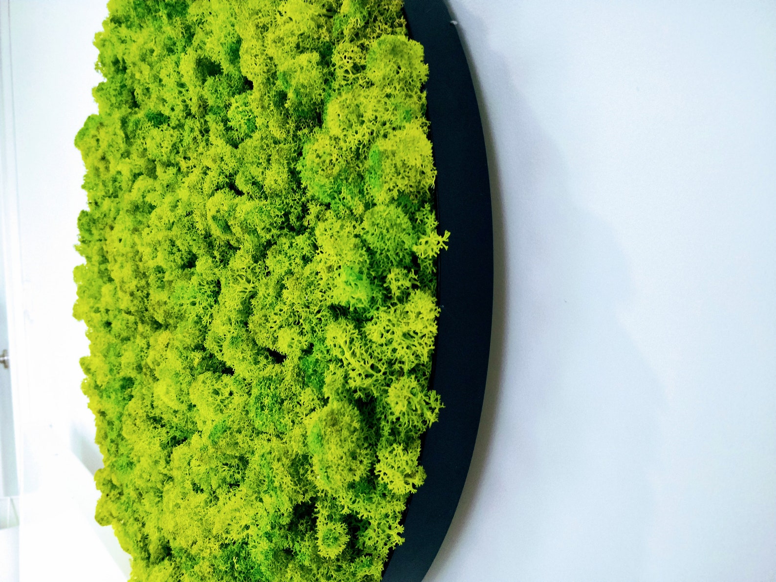 Vertical Garden Image of Moss Moss Wall Round Moss Art - Etsy