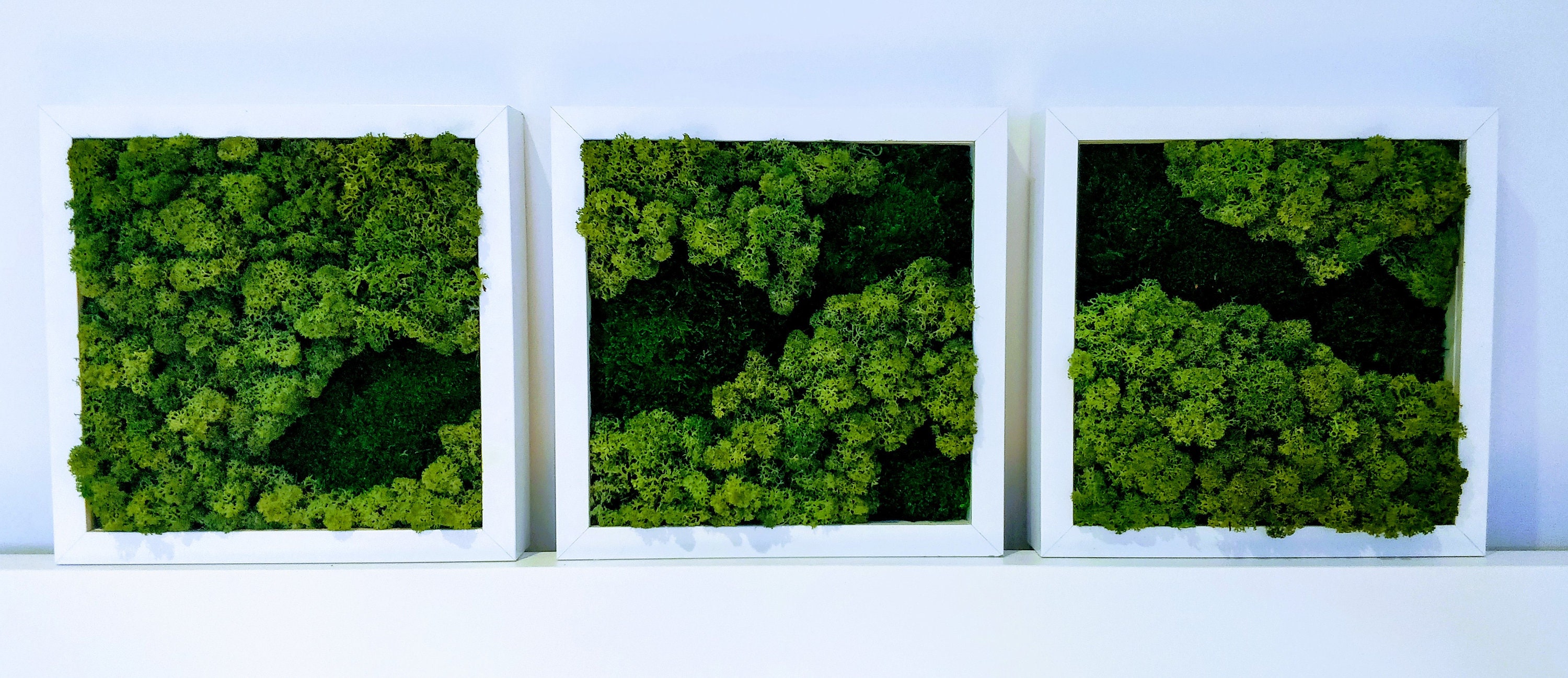 Set of 3 Moss wall art Frame Vertical garden Scandinavian - Etsy Polska