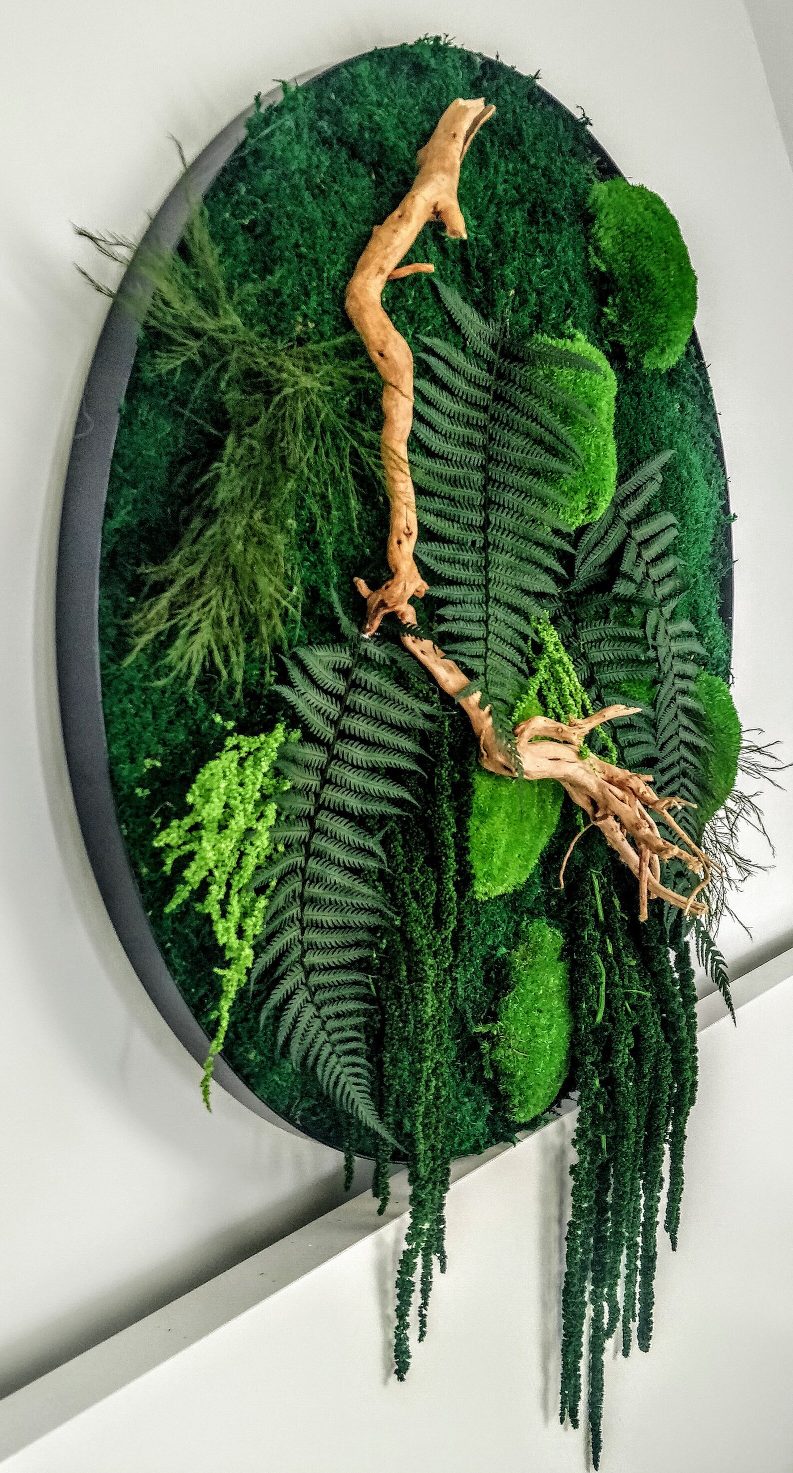 Round Art Moss, Ferns, Root 28", 20", 12" (70cm,50cm,30cm). Preserved ...