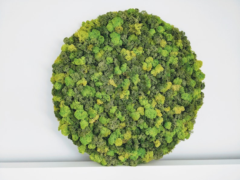 Vertical Garden Image of Moss Moss Wall Round Moss Art | Etsy