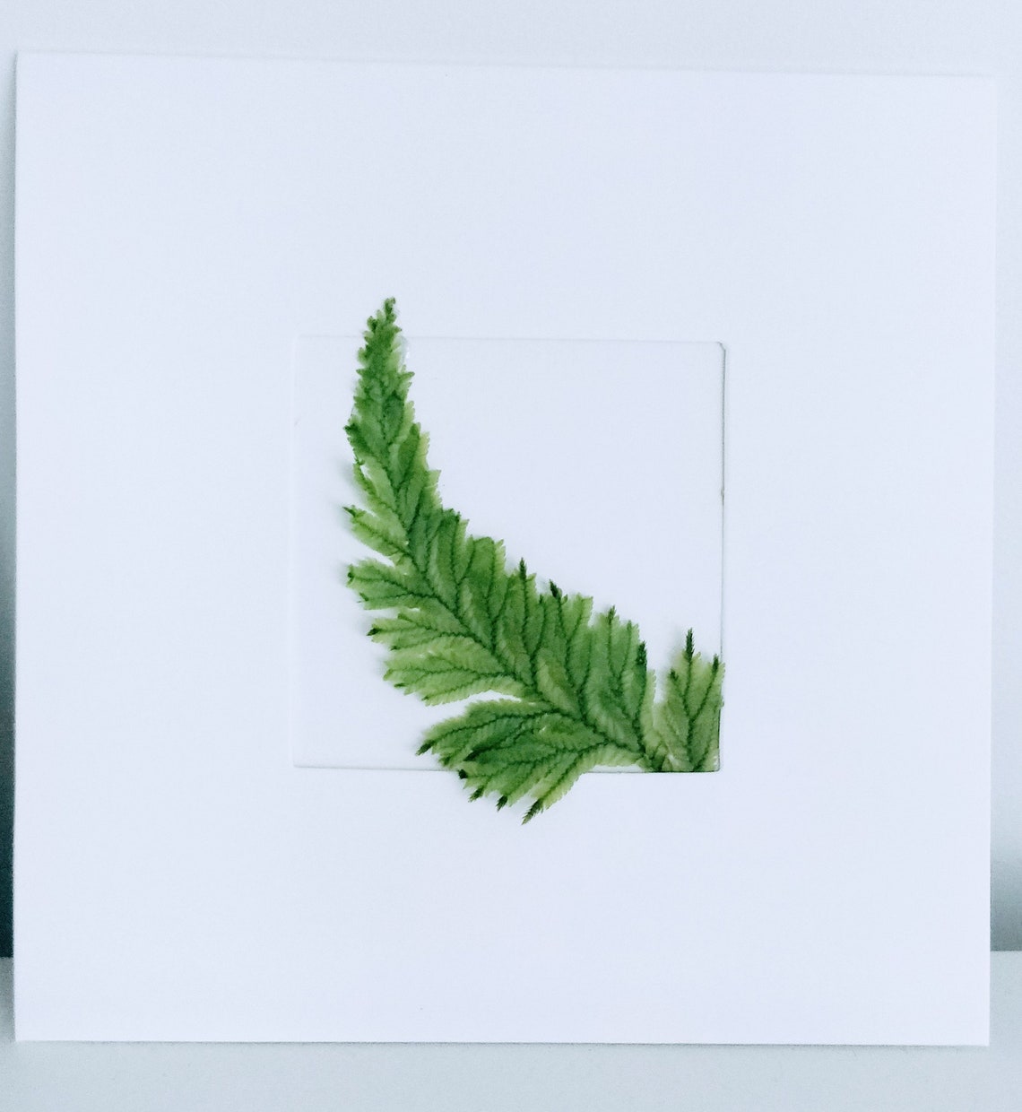 Moss Frame. Green Wall Art Wall Decor. Preserved Moss. Vertical Garden ...