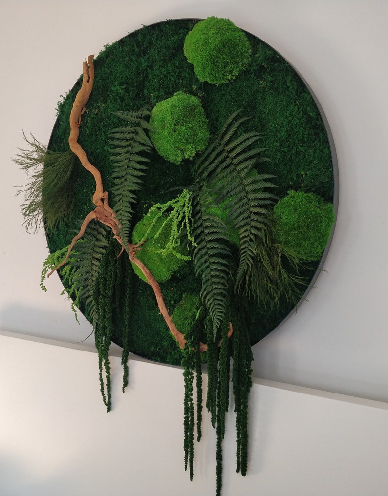 Round Art Moss, Ferns, Root 28", 20", 12" (70cm,50cm,30cm). Preserved ...