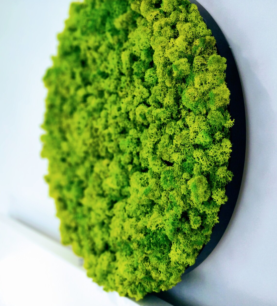 Vertical Garden Image of Moss Moss Wall Round Moss Art - Etsy
